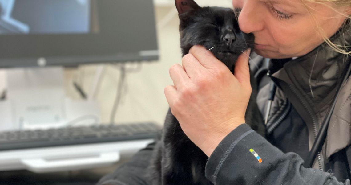 Kat skudt og efterladt | Dyrenes Beskyttelse